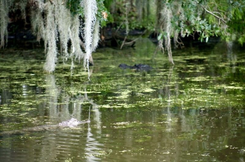 New Orleans: Swamp Tour on Covered Pontoon Boat - The Itinerary & What to Expect