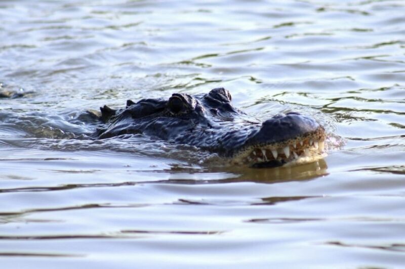 New Orleans: Swamp Tour on Covered Pontoon Boat - The Value of the Experience