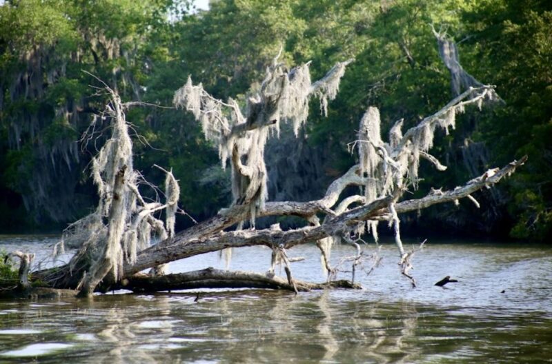 New Orleans: Swamp Tour on Covered Pontoon Boat - Practical Tips for Your Trip