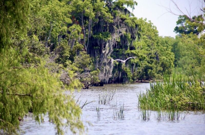 New Orleans: Swamp Tour on Covered Pontoon Boat - Authentic Encounters and Real Reviews
