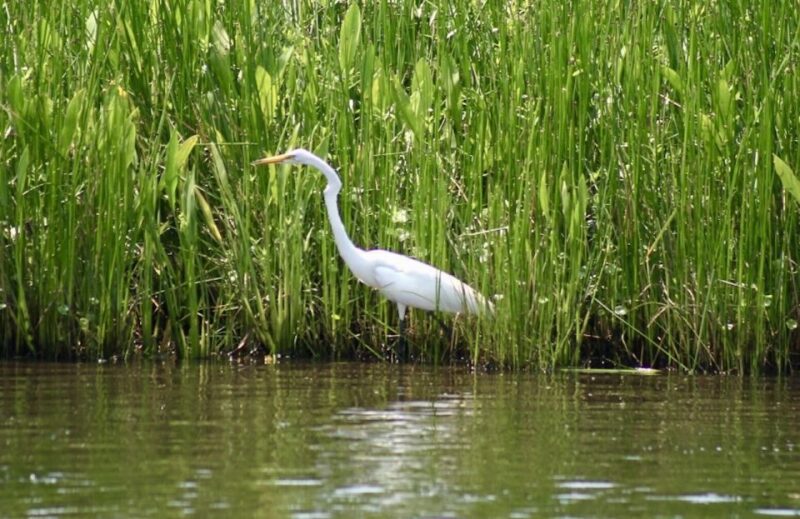 New Orleans: Swamp Tour on Covered Pontoon Boat - The Sum Up