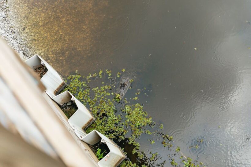 New Orleans: Swamp Zipline Tour - Frequently Asked Questions