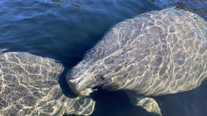 New Smyrna: Half-Day Guided SUP or Kayak Waterways Tour - The Value of the Experience