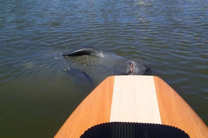 New Smyrna: Half-Day Guided SUP or Kayak Waterways Tour - The Sum Up