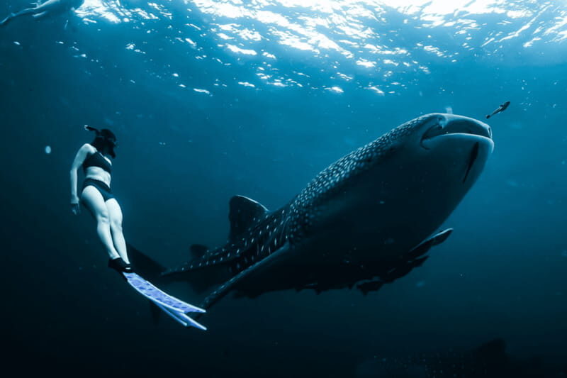 New Whale Shark Encounter Experience in Cancun !! - Key Points