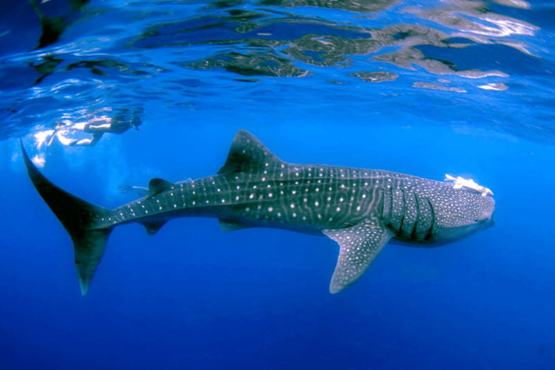New Whale Shark Encounter Experience in Cancun !! - An In-Depth Look at the Experience