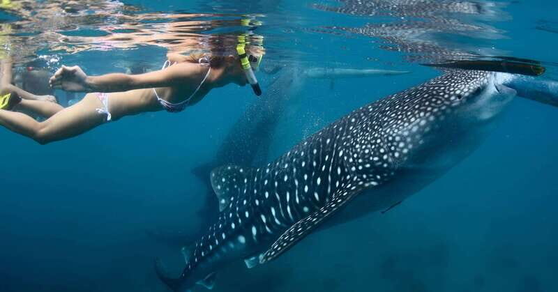 New Whale Shark Encounter Experience in Cancun !! - Final Thoughts: Is It Worth It?
