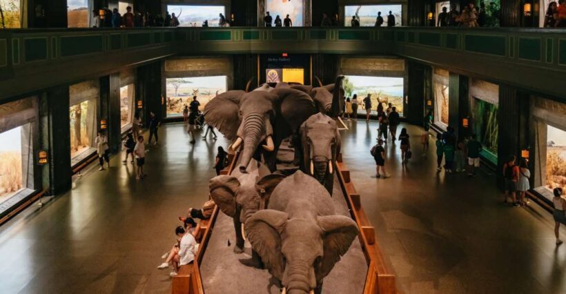 New York City: American Museum of Natural History Ticket - Exploring the American Museum of Natural History: A Comprehensive Review