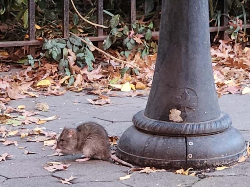 New York City: Garbage and Rats Walking Tour - FAQ