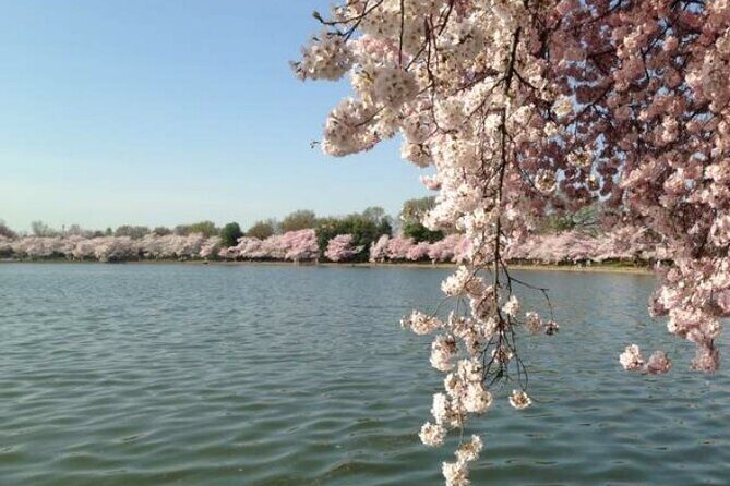 New York to Washington D.C. Spring Cherry Blossom Full-Day Tour - The Experience of a Full Day