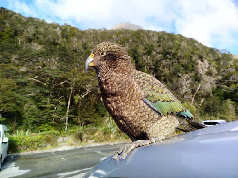 New Zealand: 9-Day Private Tour with 14-16 Activities - What Sets This Tour Apart?
