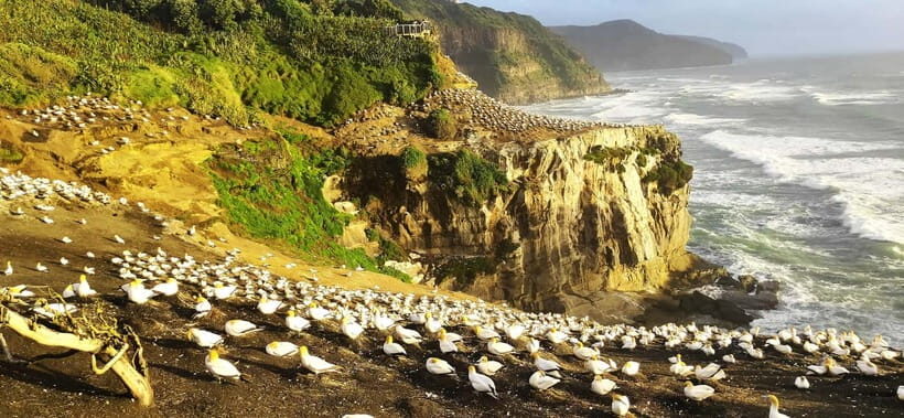 New Zealand: 9-Day Private Tour with 14-16 Activities - Final Thoughts