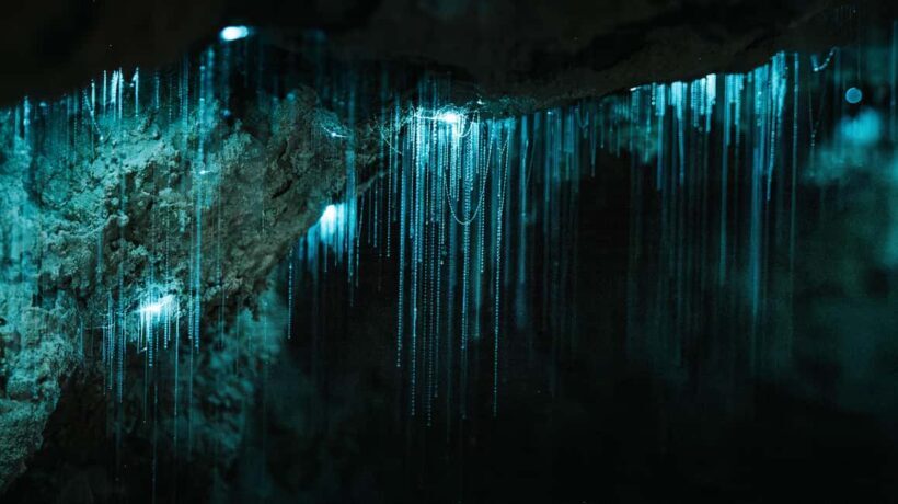 New Zealand: Milky Way Glowworm Cave Tour - Key Points