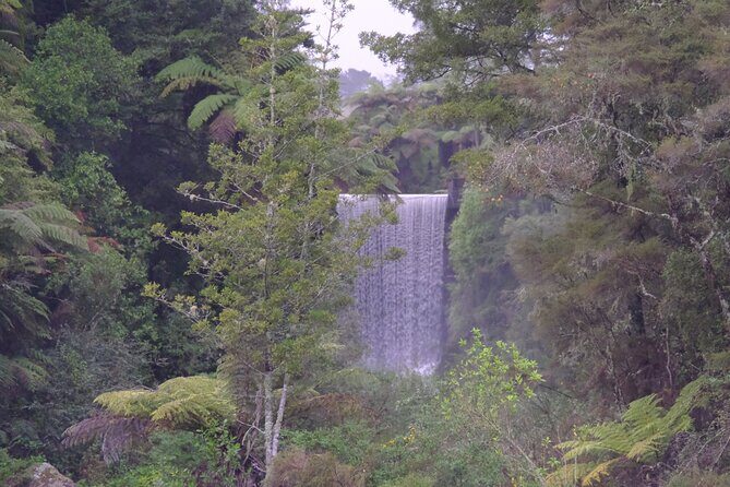 New Zealand Tauranga Tour with Transportation and Snacks - A Detailed Look at the Tauranga Tour