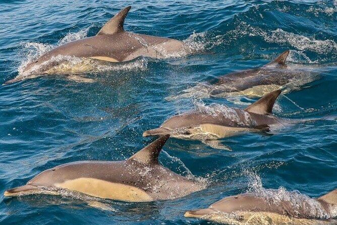 Newcastle: Animal Lovers Tour - Kangaroos, Dolphins & more! - Frequently Asked Questions