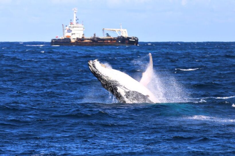 Newcastle: Humpback Whale Watching Cruise and Harbor Tour - Key Points
