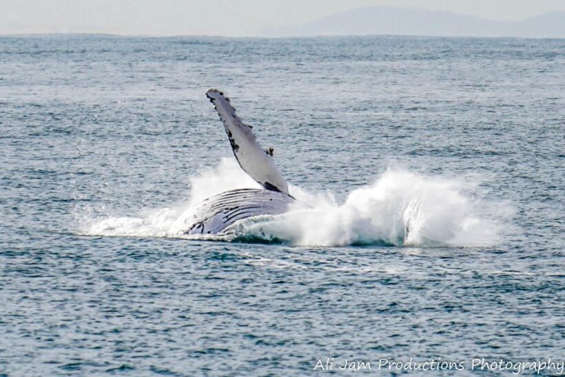 Newcastle: Humpback Whale Watching Cruise and Harbor Tour - Experience Overview