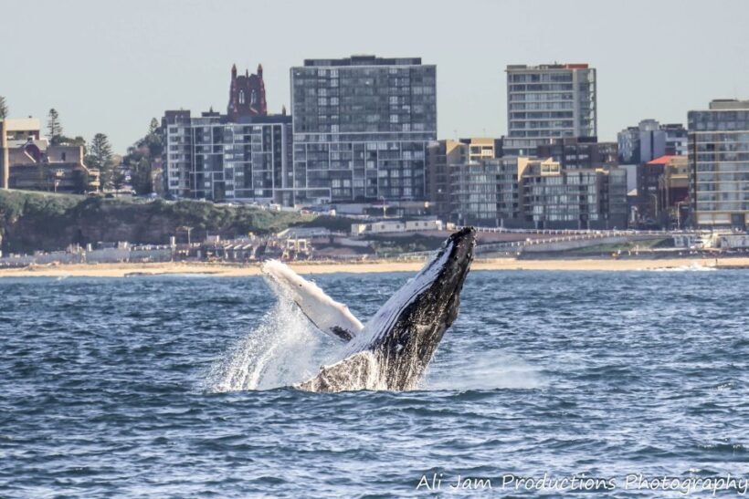 Newcastle: Humpback Whale Watching Cruise and Harbor Tour - FAQ