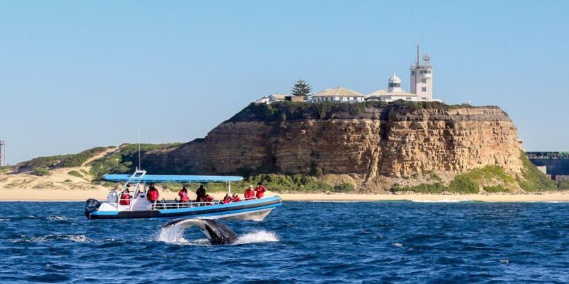 Newcastle: Small Group Humpback Whale Encounter Tour - An Authentic Look at the Newcastle Humpback Whale Tour