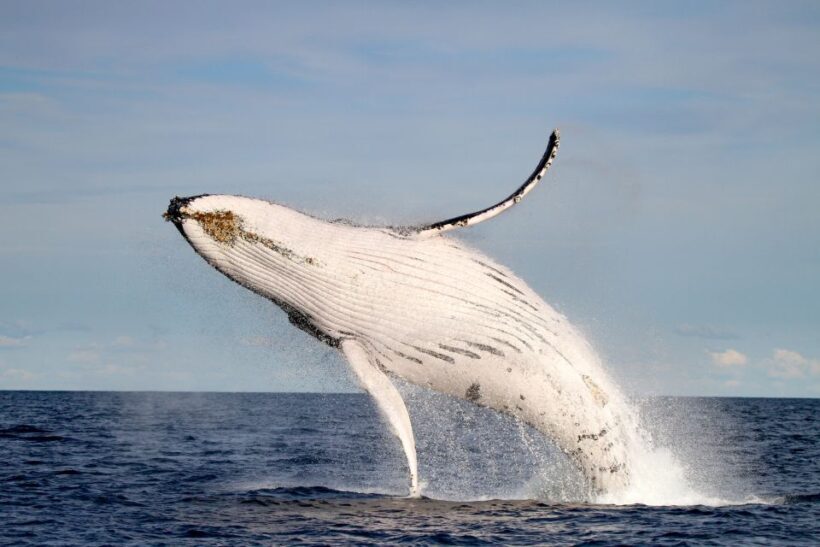Newcastle: Small Group Humpback Whale Encounter Tour - FAQ