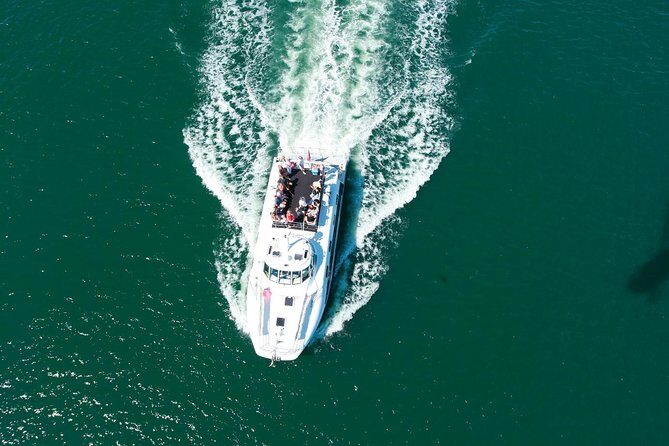 Newcastle Whale Watching Cruise - What to Expect on the Newcastle Whale Watching Cruise