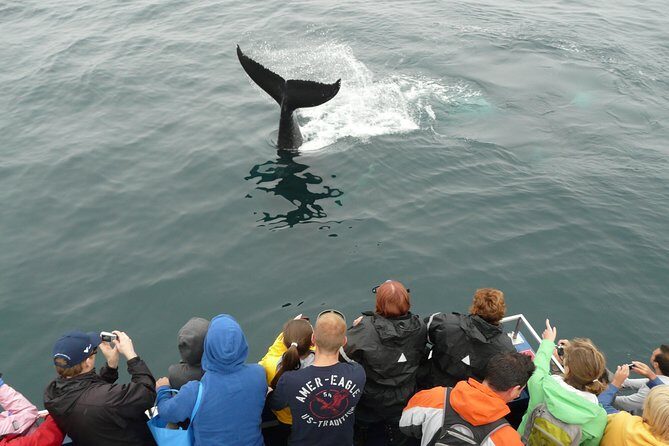 Newfoundland Puffin and Whale Watch Cruise - What Do the Reviews Say?