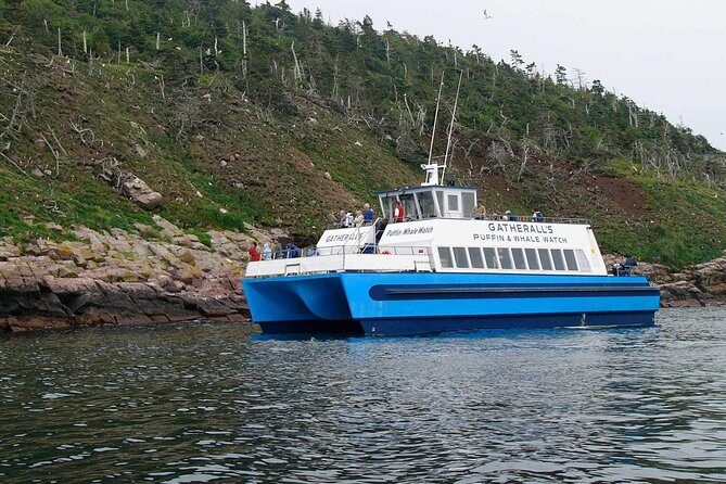 Newfoundland Puffin and Whale Watch Cruise - The Sum Up