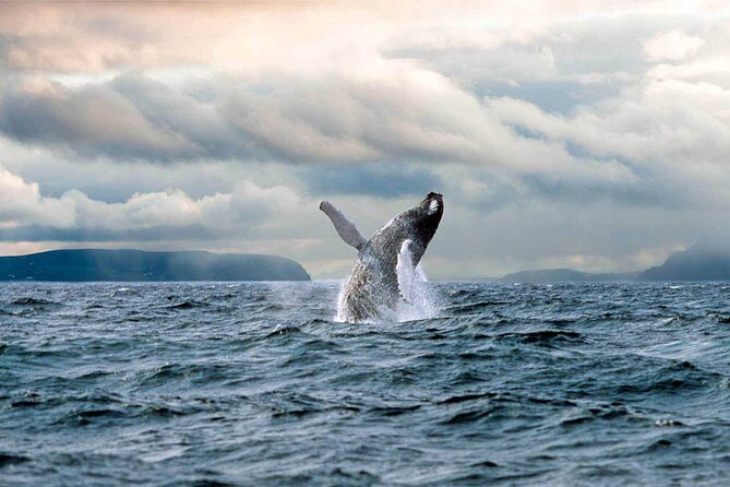 Newfoundland Puffin and Whale Watch Cruise - FAQ