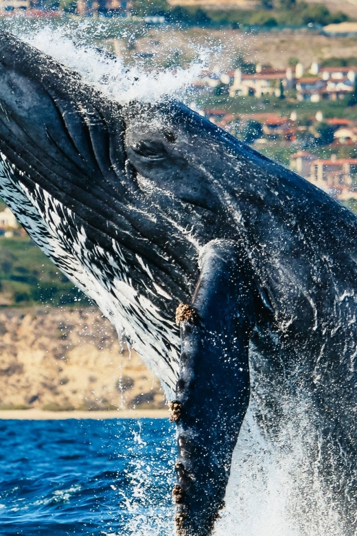 Newport Beach: 2-Hour Whale Watching Tour - Why Choose This Tour?