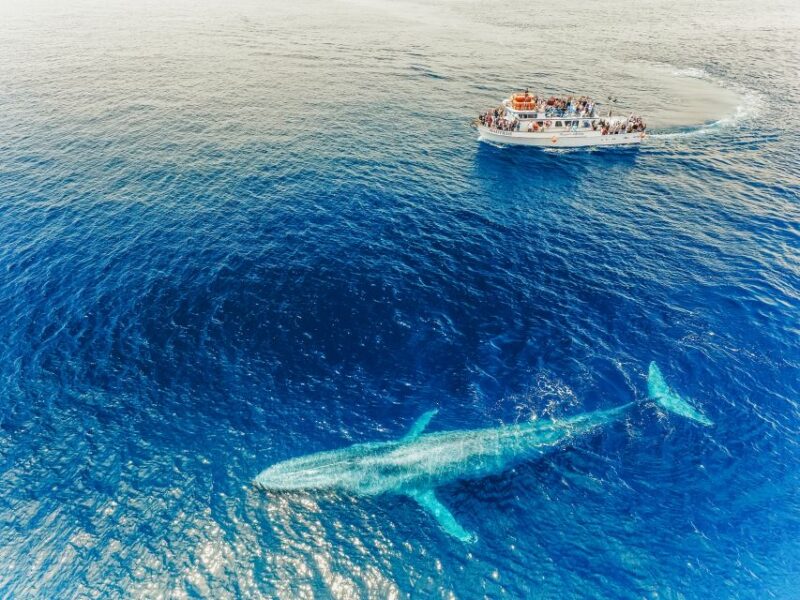 Newport Beach: 2-Hour Whale Watching Tour - The Sum Up