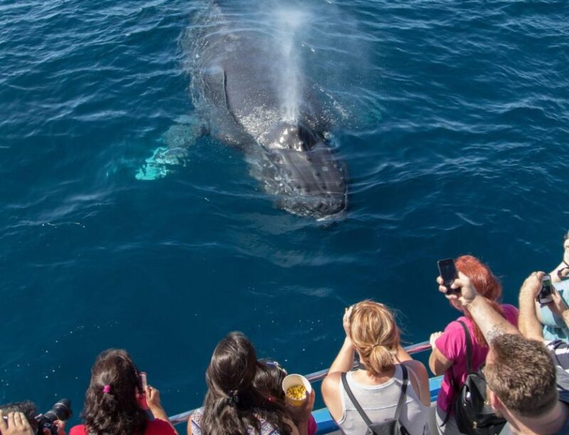 Newport Beach: Luxury Whale Watching Catamaran Cruise - The Experience: What You Can Expect on the Water