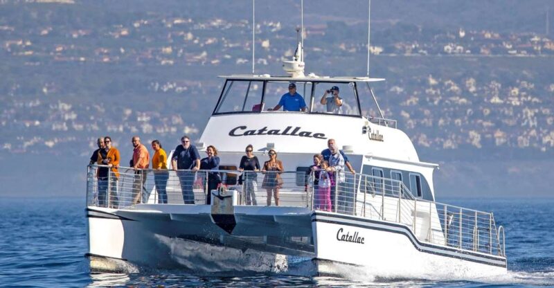 Newport Beach: Luxury Whale Watching Catamaran Cruise - The Wildlife: What’s Likely to Be Seen?