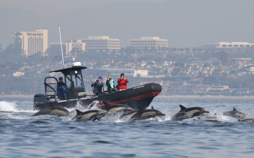 Newport Beach: Ultimate Whale Watching Adventure - Key Points