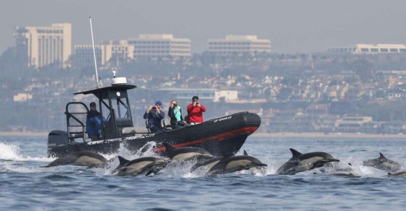 Newport Beach: Ultimate Whale Watching Adventure - Key Points