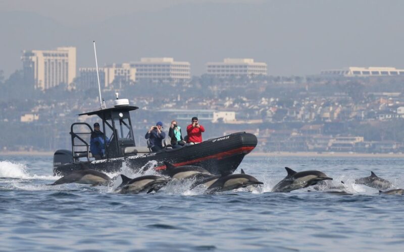 Newport Beach: Ultimate Whale Watching Adventure - Why Choose This Tour?