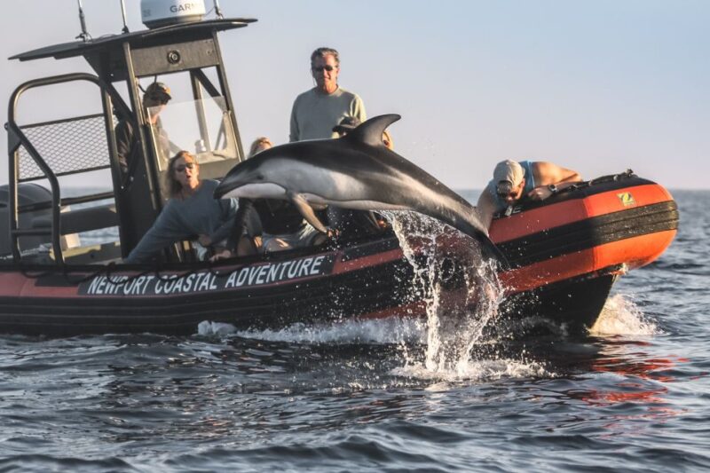 Newport Beach: Ultimate Whale Watching Adventure - The Sum Up