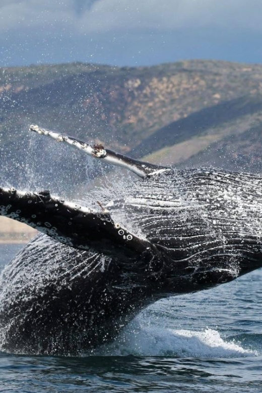 Newport Beach: Whale and Dolphin-Watching Cruise - The Boat and Its Design