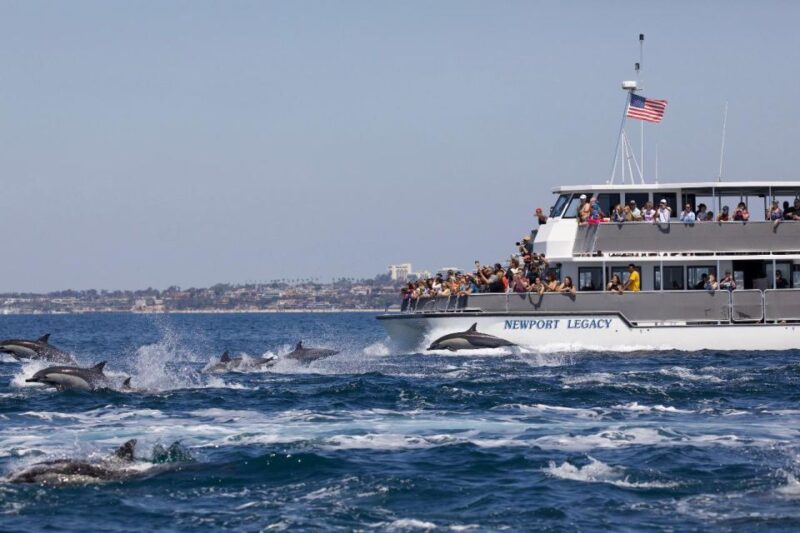 Newport Beach: Whale and Dolphin-Watching Cruise - The Itinerary and What to Expect