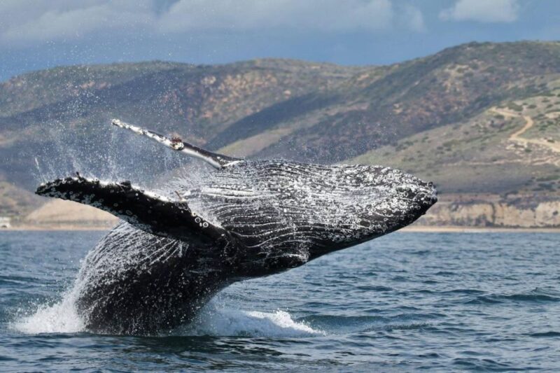 Newport Beach: Whale and Dolphin-Watching Cruise - What Reviewers Say: Authentic Voices