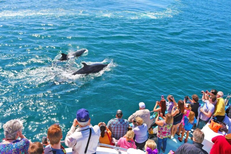 Newport Beach: Whale and Dolphin-Watching Cruise - Duration and Practical Tips