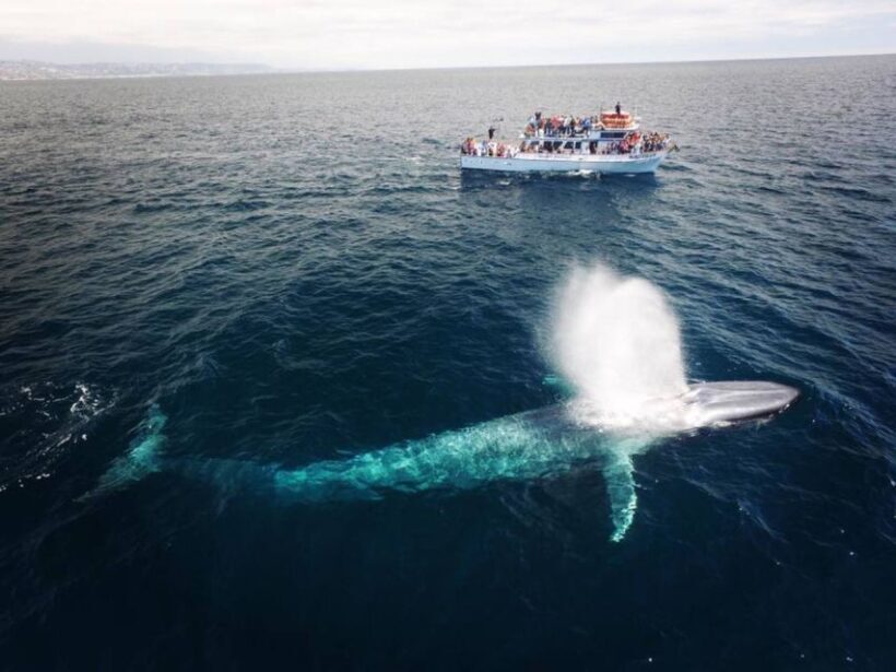 Newport Beach: Whale and Dolphin-Watching Cruise - Key Points