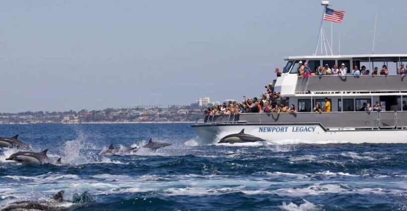 Newport Beach: Whale and Dolphin-Watching Cruise - Who This Experience Is Best For