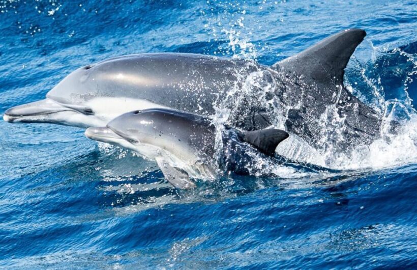 Newport Beach: Whale and Dolphin-Watching Cruise - FAQs
