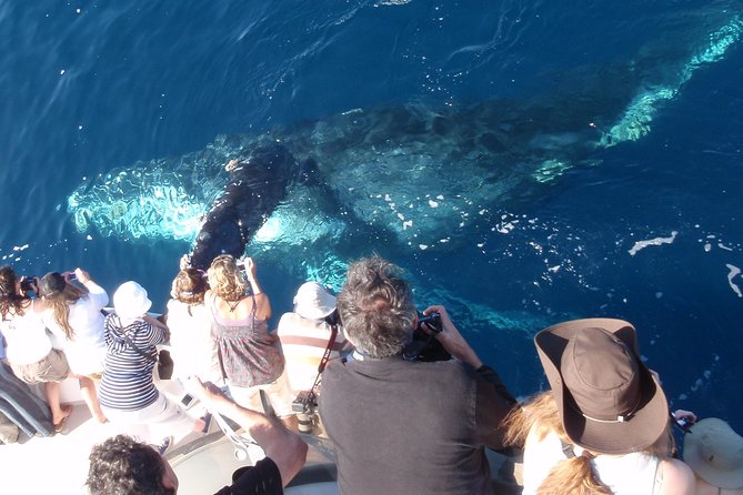 Newport Beach Whale and Dolphin Watching Cruise - Final Thoughts: Is It Worth It?