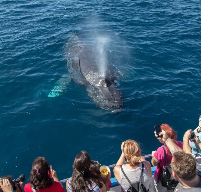 Newport Beach: Year-Round Whale Watching Cruise - Discovering Newport Beachs Year-Round Whale Watching Cruise