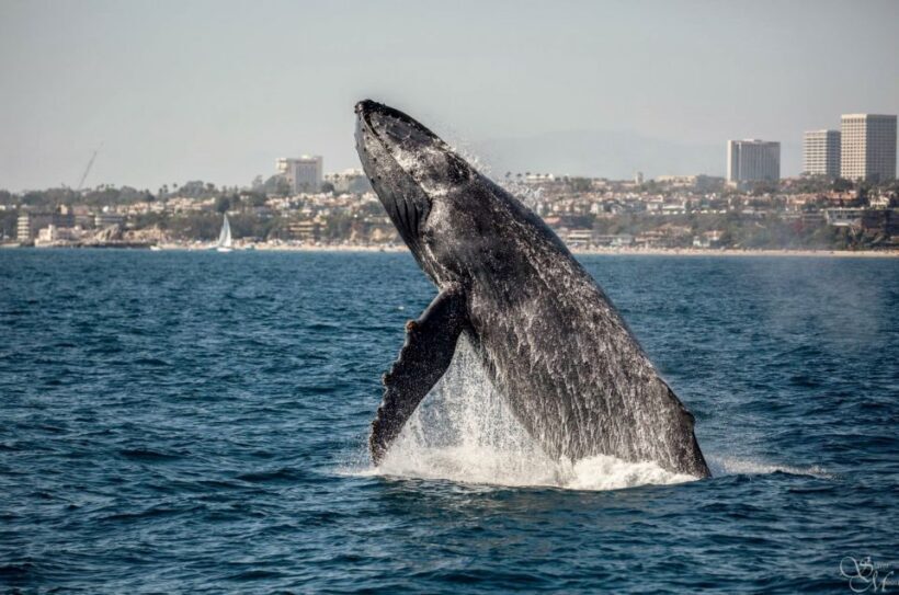Newport Beach: Year-Round Whale Watching Cruise - The Experience: What Sets It Apart