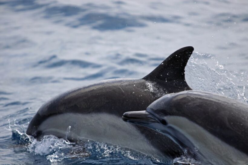 Newport Beach: Year-Round Whale Watching Cruise - Practical Details and Tips