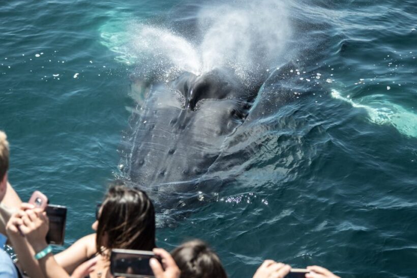 Newport Beach: Year-Round Whale Watching Cruise - Who Will Appreciate This Tour?