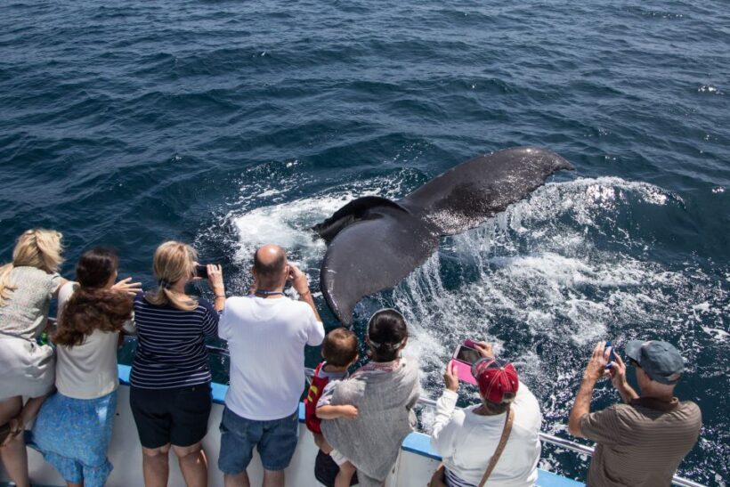 Newport Beach: Year-Round Whale Watching Cruise - FAQs