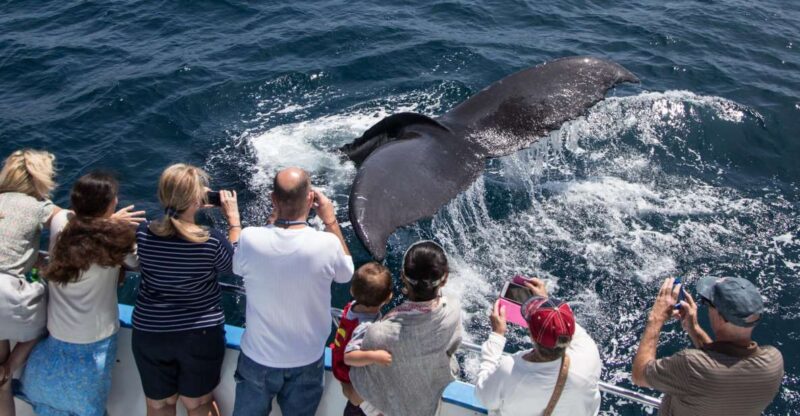 Newport Beach: Year-Round Whale Watching Cruise - Who is This Tour Best For?